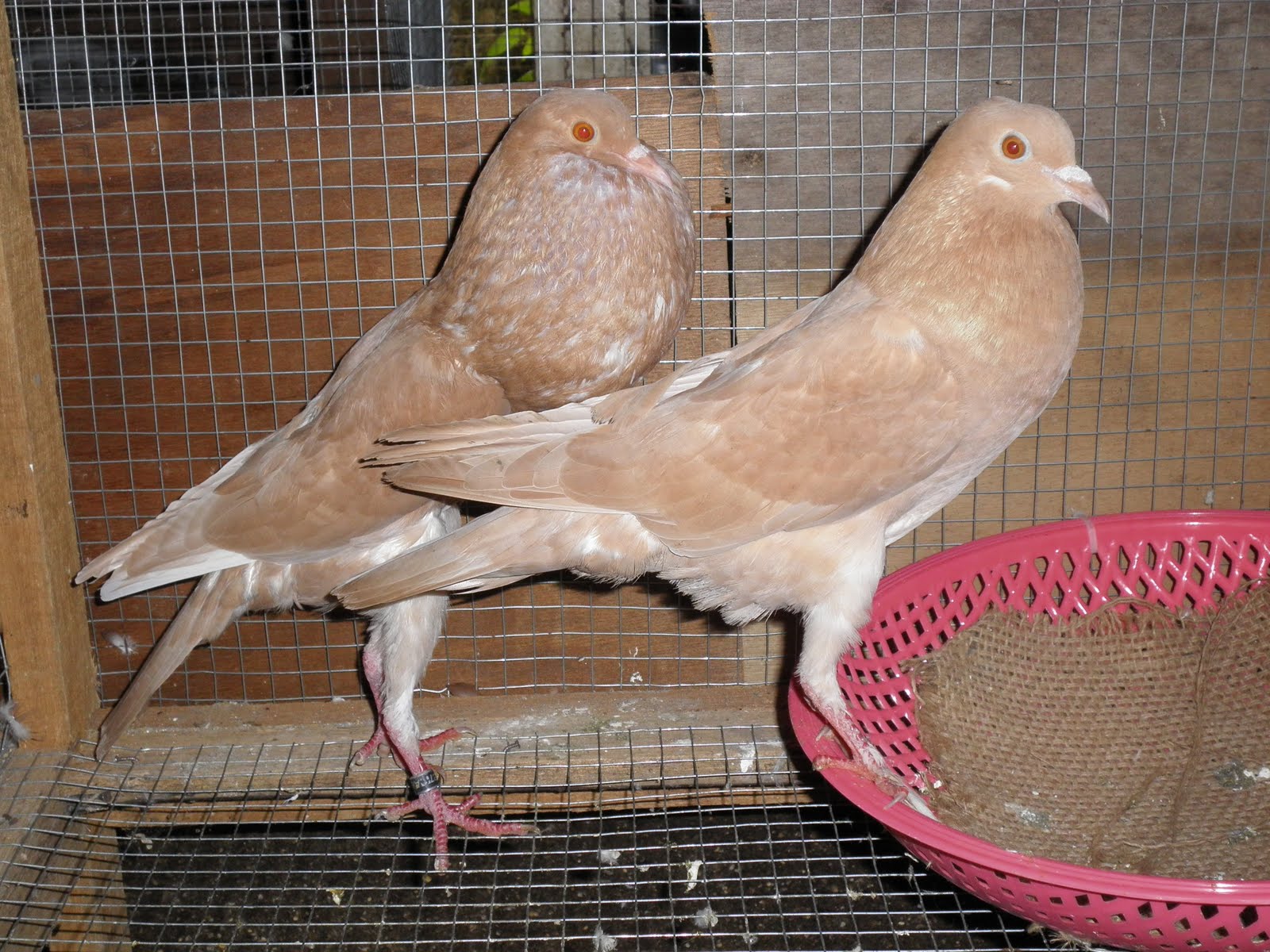 Pigeon Kelantan