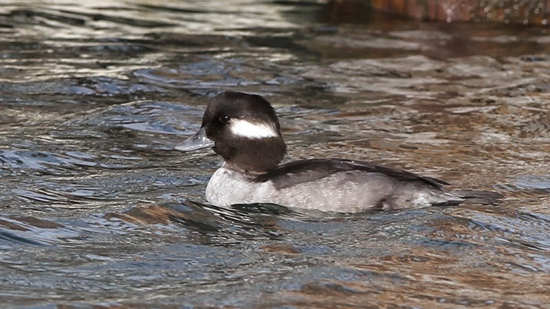 Murfs Wildlife : North American Ducks