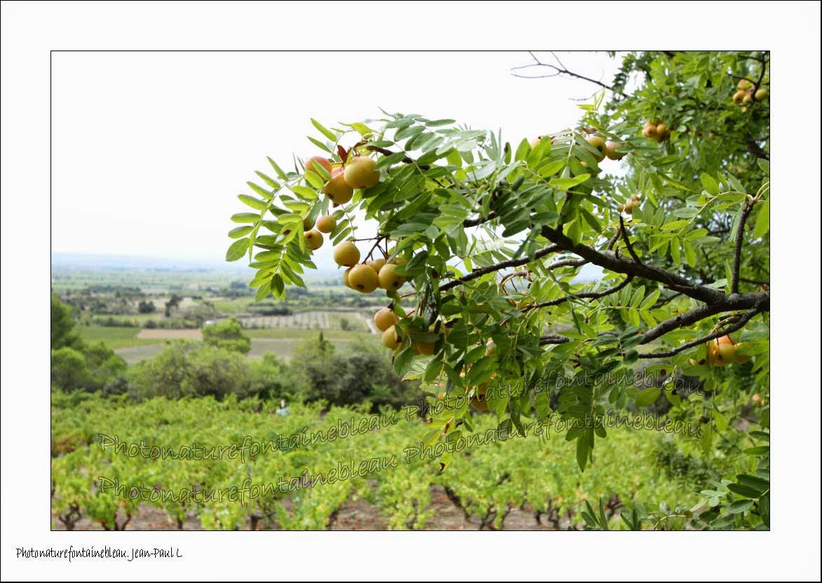 Sorbier domestique Cormier Sorbus domestica. 2014 093
