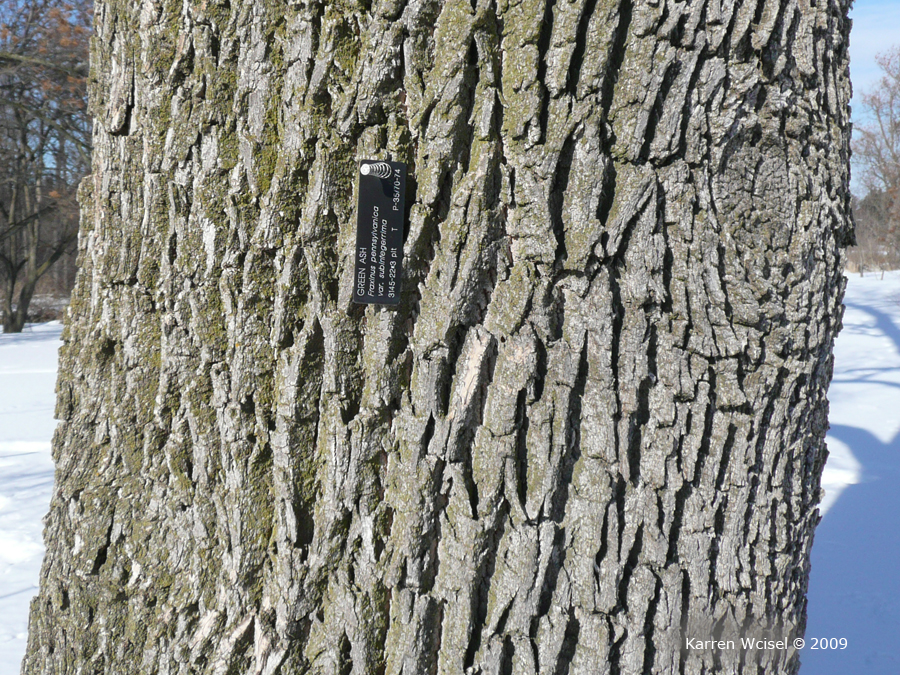 IncantaMenti: Arborea #01 Nuin-Ash, Il Frassino