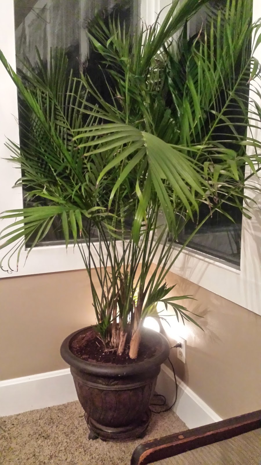 Jackie Coleman Author Blogger Help My Palm Tree Is Sick Jackie Coleman Author Blogger Help My Palm Tree Is Sick