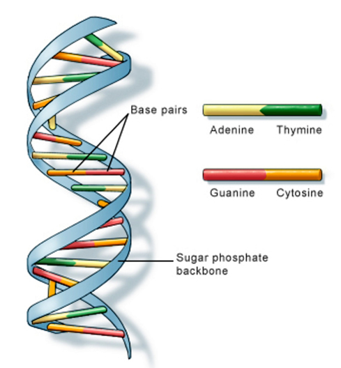 Plant Life: DNA in Plants