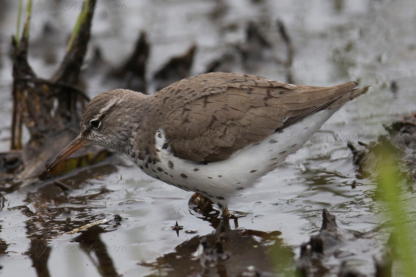 Joe Pender Wildlife Photography: Spotted Sandpiper