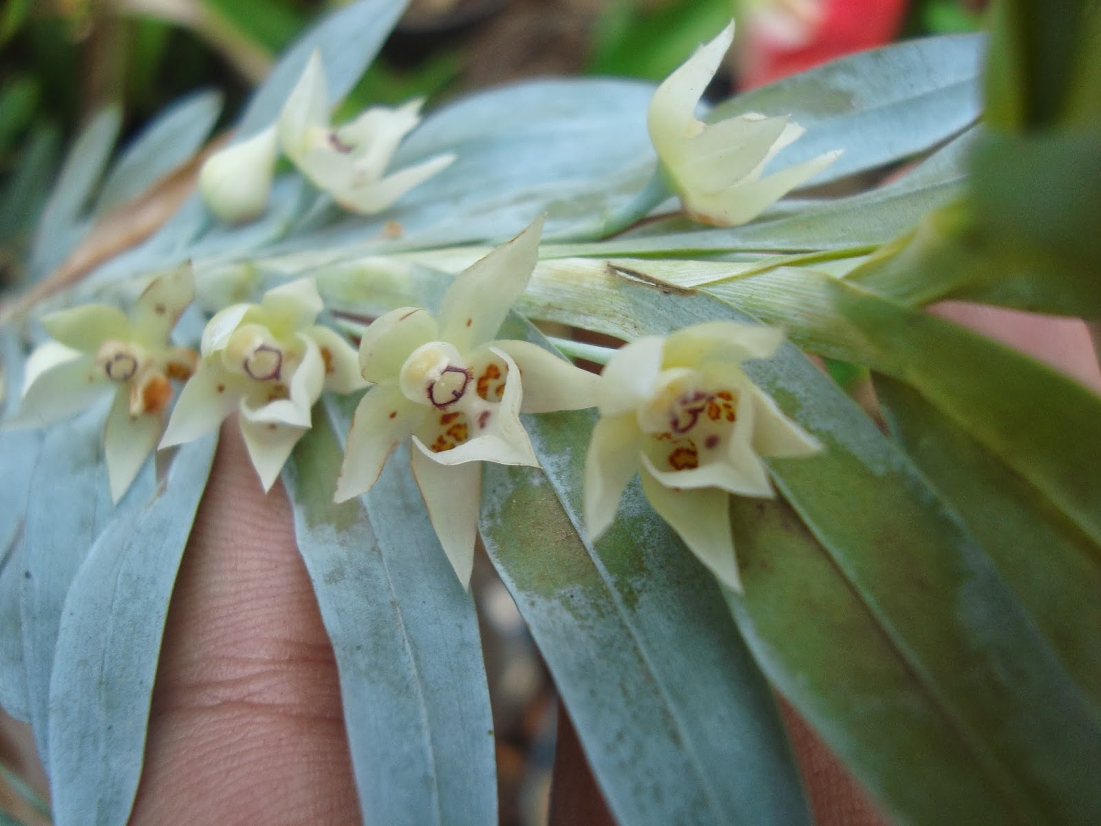Orquídeas HElid: Dichaea Glauca
