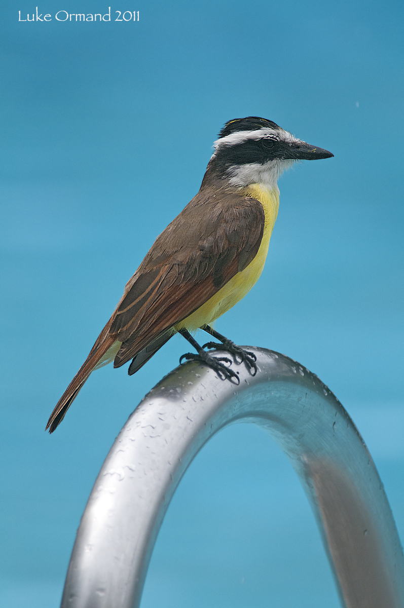 Welcome to. . .: Great Kiskadee