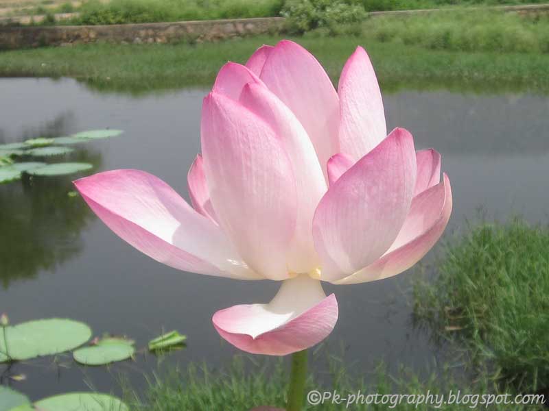 Indian National Flower