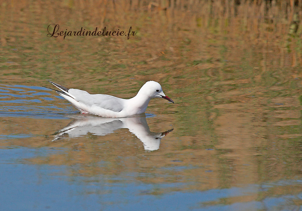 Goéland railleur, Chroicocephalus genei, un petit goéland