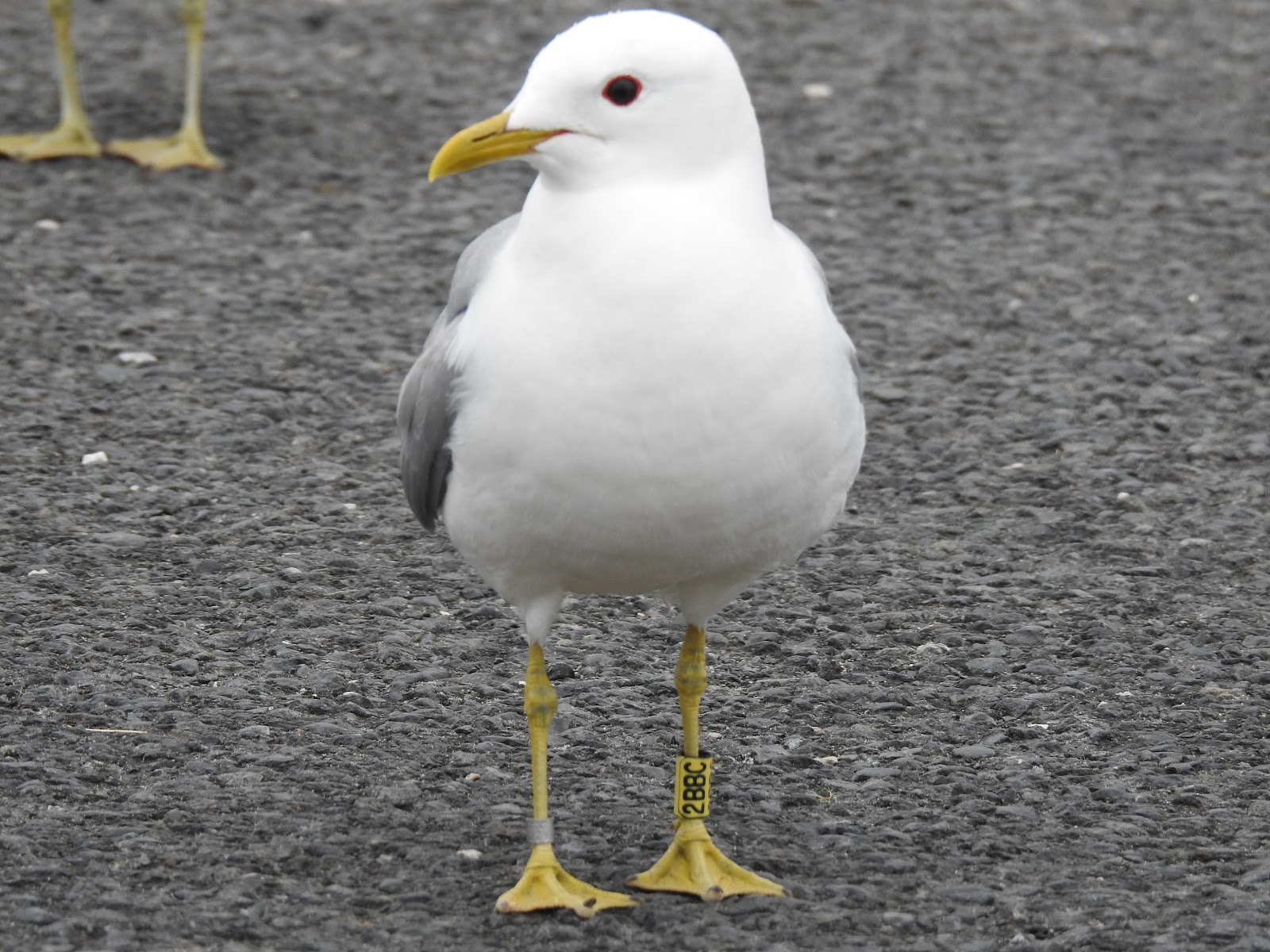 Ring Watching At Antrim Marina: Common Gull Bonanza...