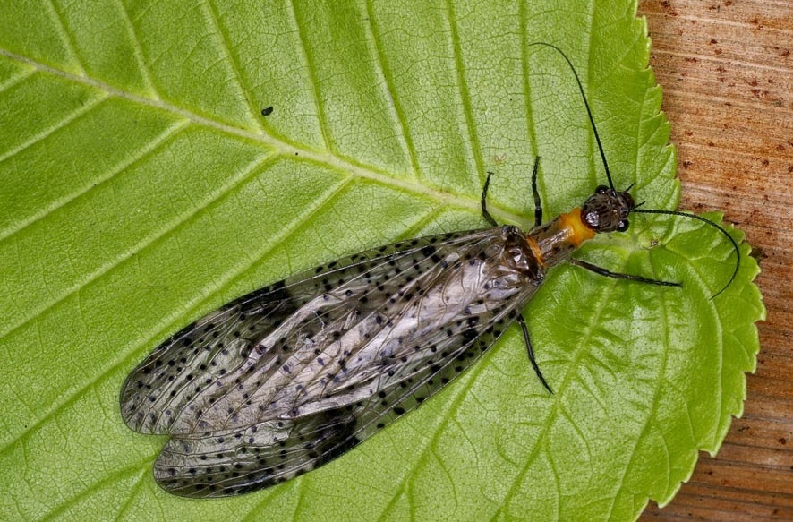 The Nature of Robertson: Dobsonfly - Archichauliodes species.