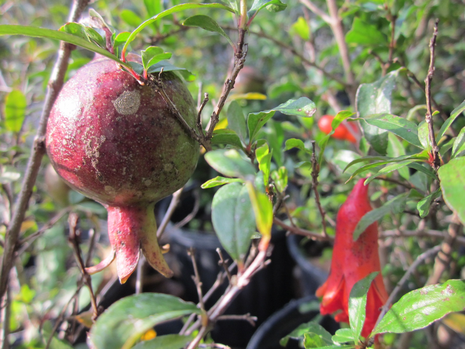 Wise Nurseries: Plant Profile: Pomegranate