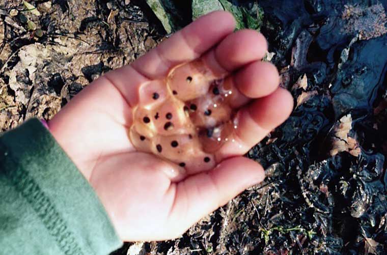 Kje vas čevelj žuli? - Šolstvo: SREDIŠČE ZA NARAVNO UČENJE SAMOROG