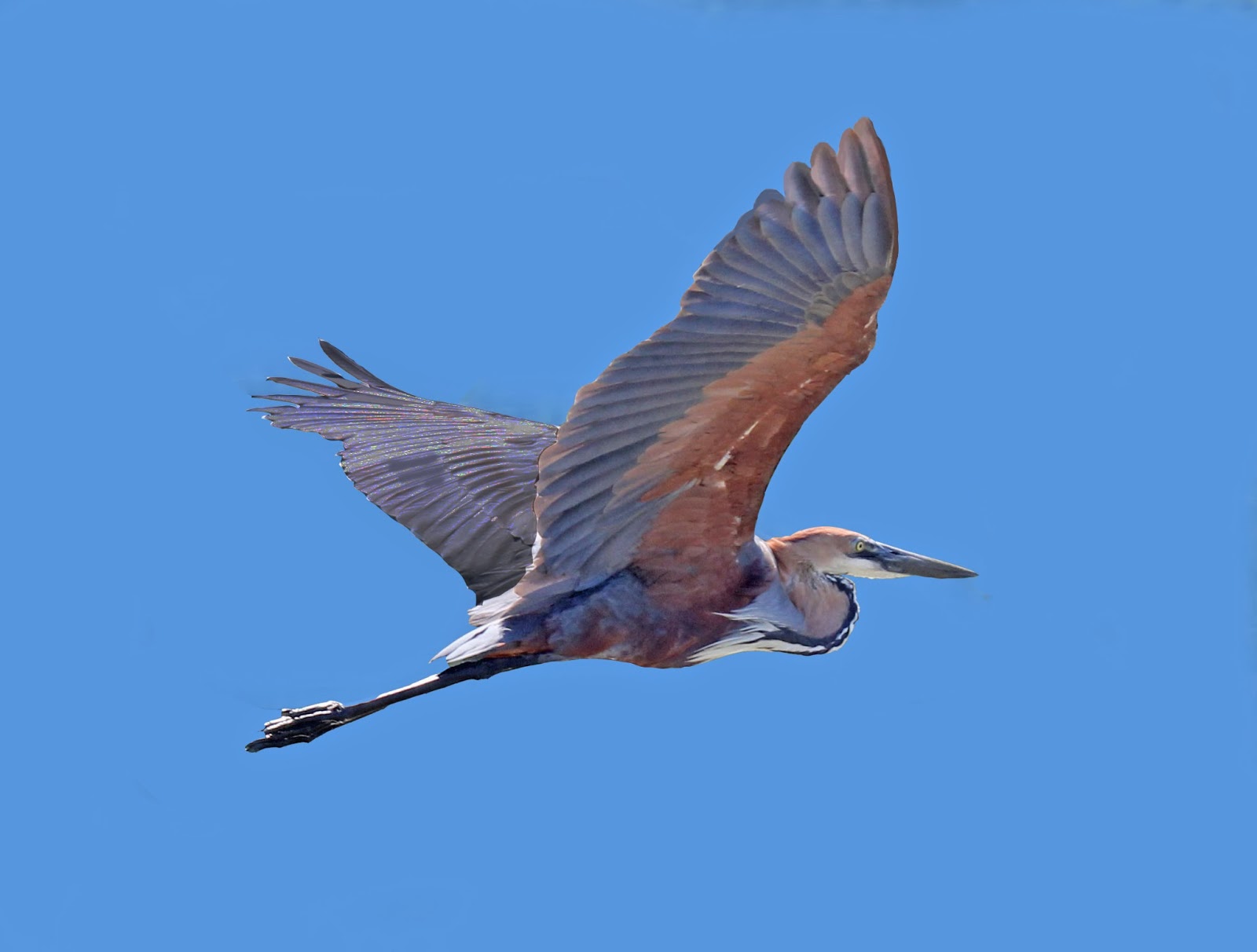 Goliath Heron Bird Facts And Pictures | All Wildlife Photographs
