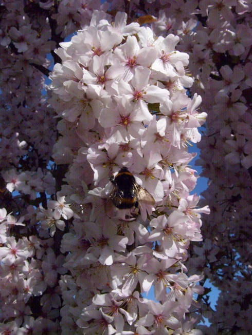 Michael Peverett: Prunus 'Spire'