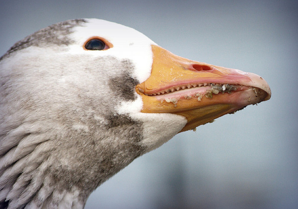 ijonks wallpaper: Goose Teeth Are Terrifying (14 pics)