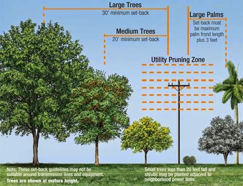 Gene's Green Scene: Where’s the best place to plant my tree?