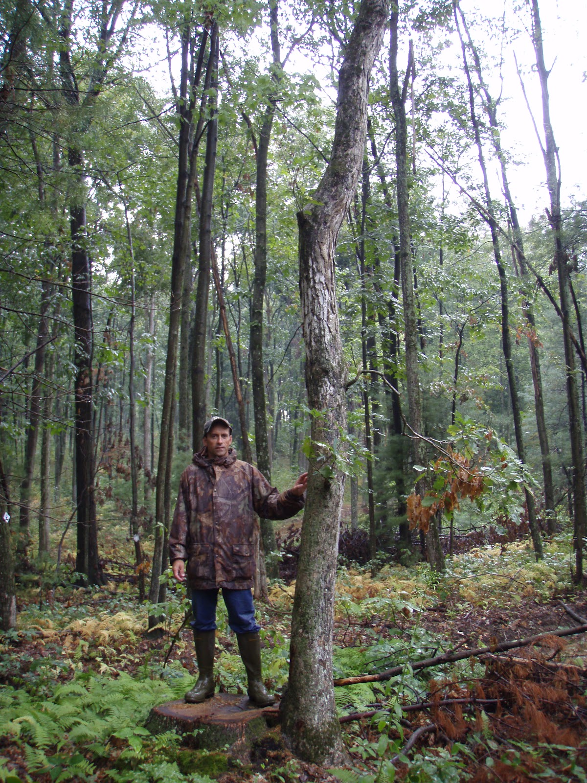 Central Pennsylvania Forestry: The Impacts of High Grading Your Forest