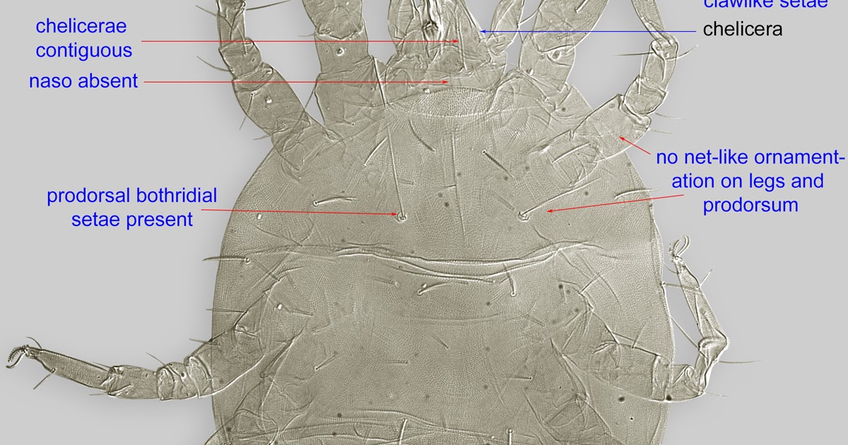 Variety of Life: Tydeoidea