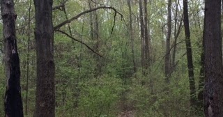 Bridget Mary's Blog: Trinity of Trees Liturgy Heart of Compassion ...