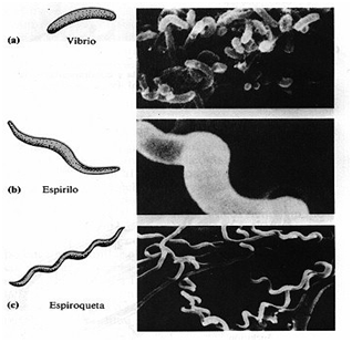 MICROBIOOLOGIA Y PARACITOLOGIA : ESPIROQUETAS
