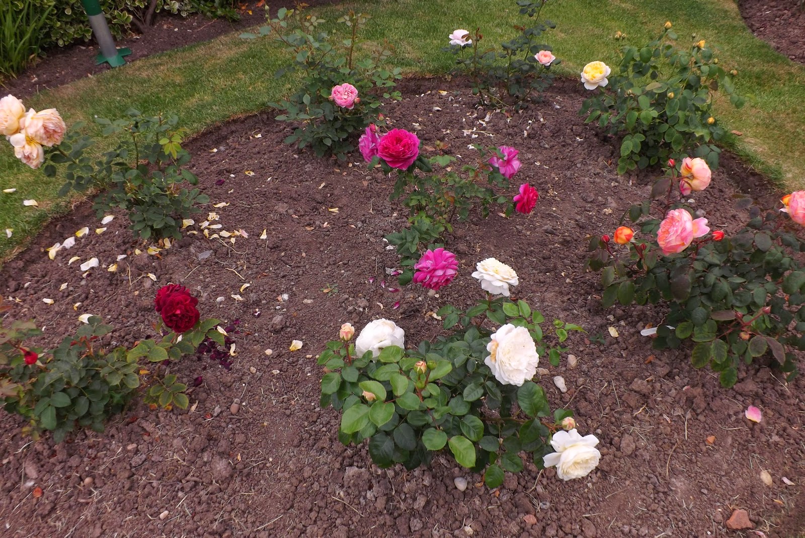 Ramblings from an English Garden: June 2014