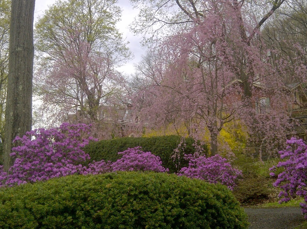 Cultured Carbon County: Monet Still-life in Real-life: Springtime comes ...