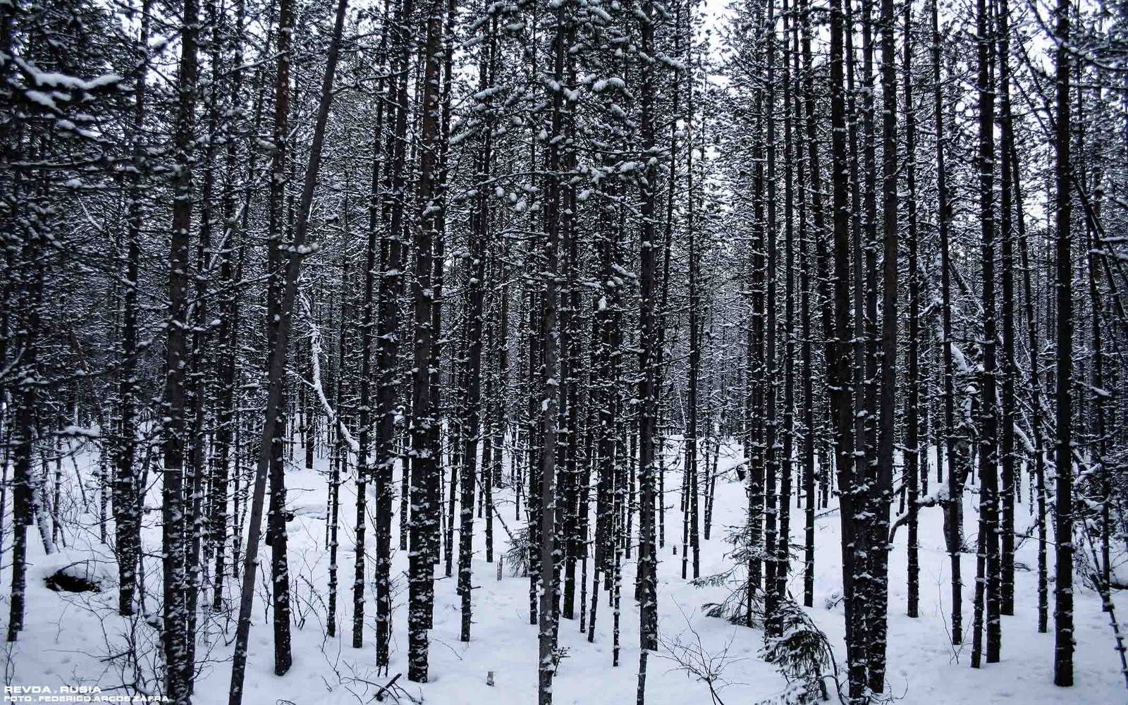 REGIÓN FRONTERIZA: LA TAIGA . INVIERNO . PENÍNSULA DE KOLA . RUSIA