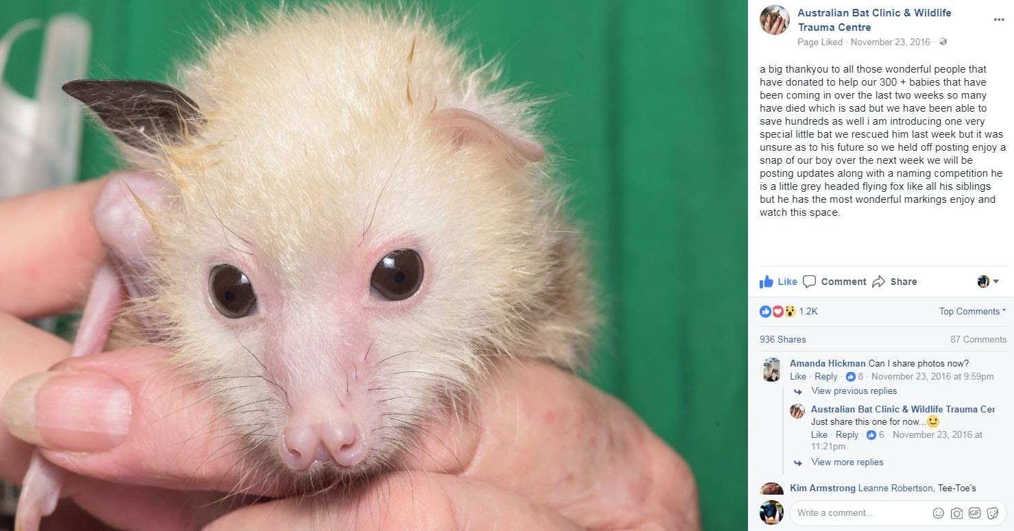 Tal'ngai Dha'run | This rare white Flying-fox is the cutest thing you ...