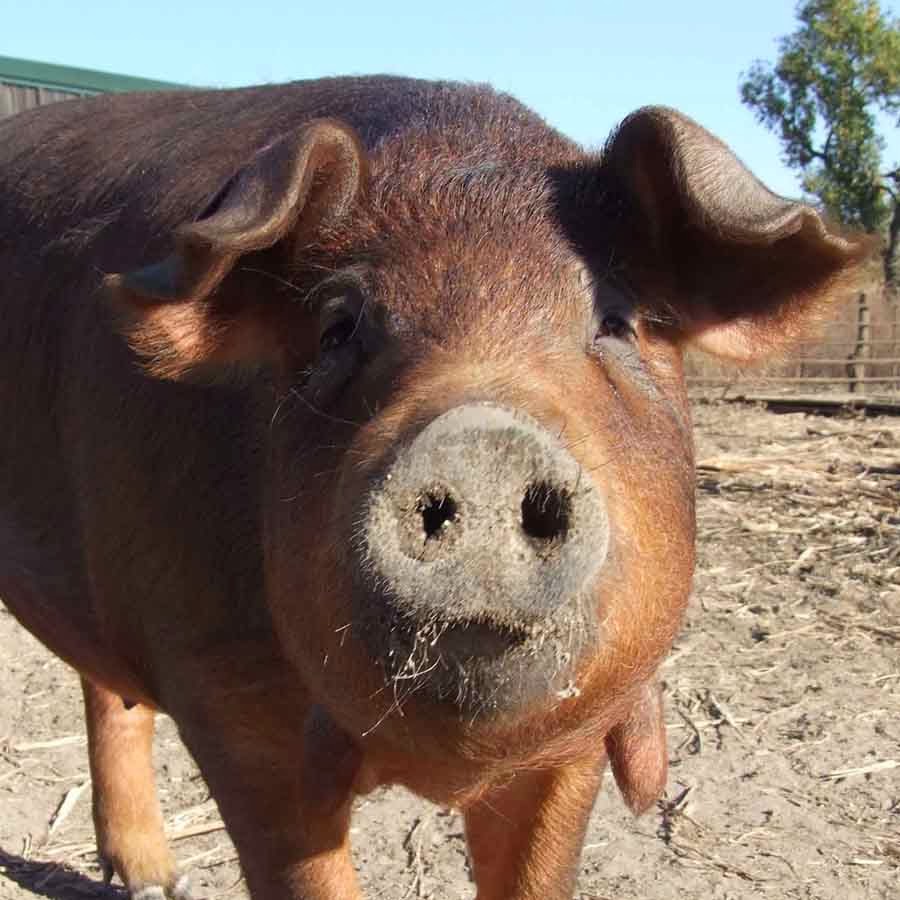 The Livestock Conservancy in Action: Flavor from heritage pork