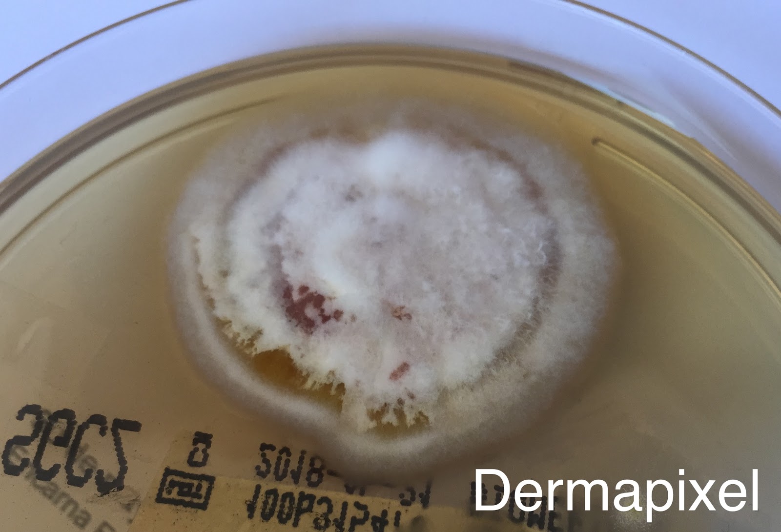 Dermapixel: junio 2018