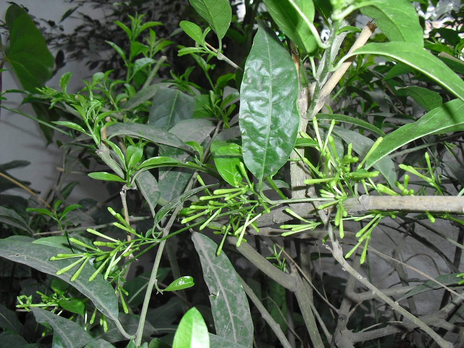 All Things Considered: My Raat ki raani blooms!