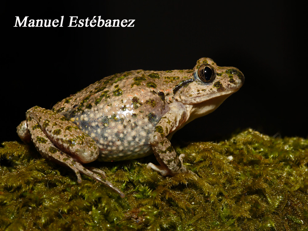 Miradas Cantábricas: Sapillo moteado común hembra (Pelodytes punctatus)