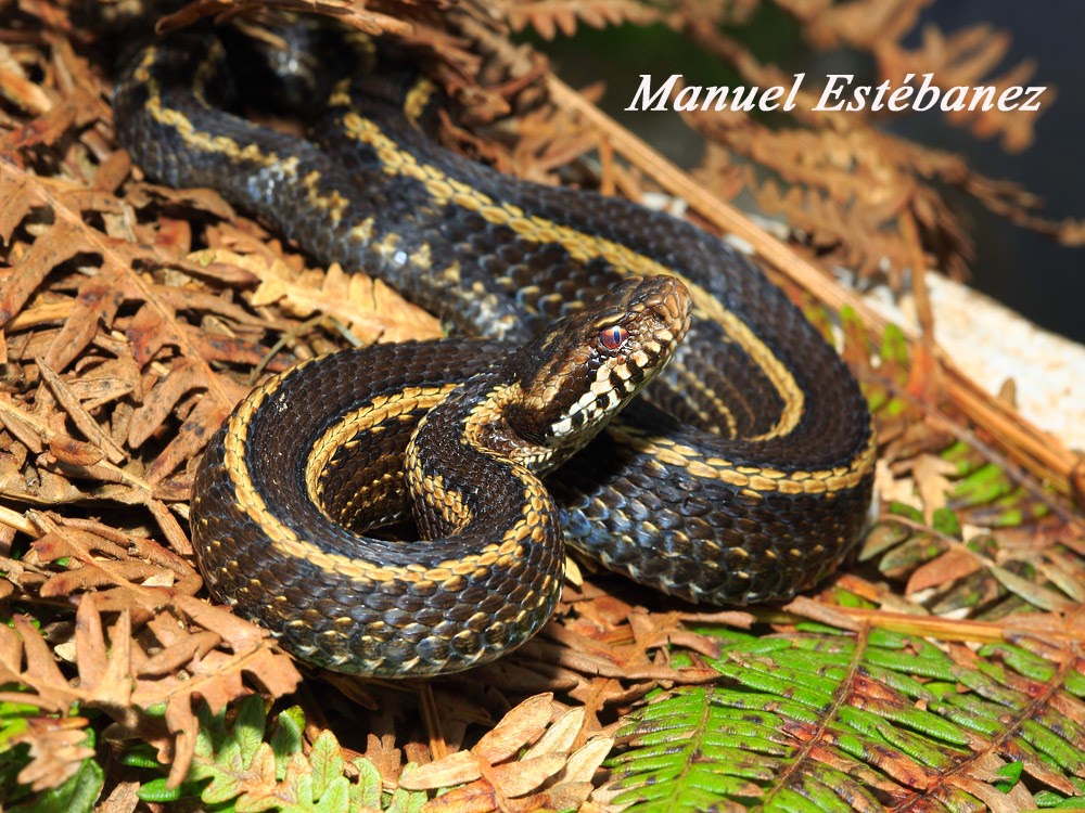 Miradas Cantábricas: Víbora de Seoane o cantábrica (Vipera seoanei ...