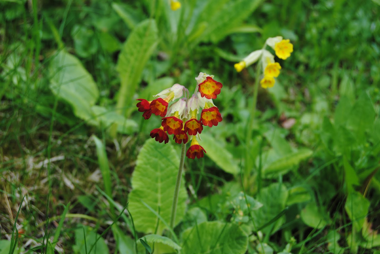 Ärligt och härligt om trädgård och natur: Vivor och sippor i gräsmattan
