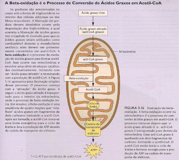 Fisiologia do Exercício: Lipólise