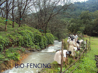 AMBAYATHODE U P SCHOOL: Bio Fencing