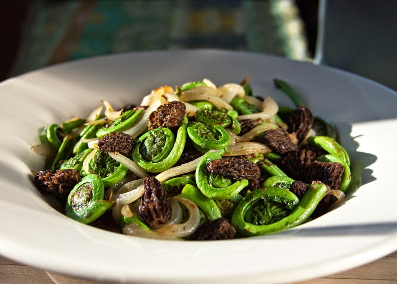 Zbârciogul cu picior umflat (Morchella crassipes) | Ciupercomania ...