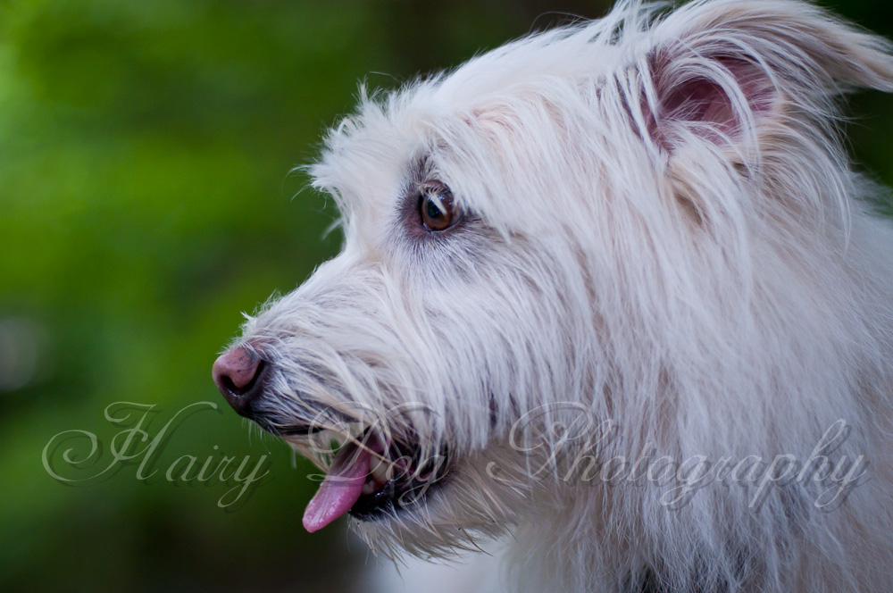 Hairy Dog Photography Blog: Hairy Dog in the Woods!