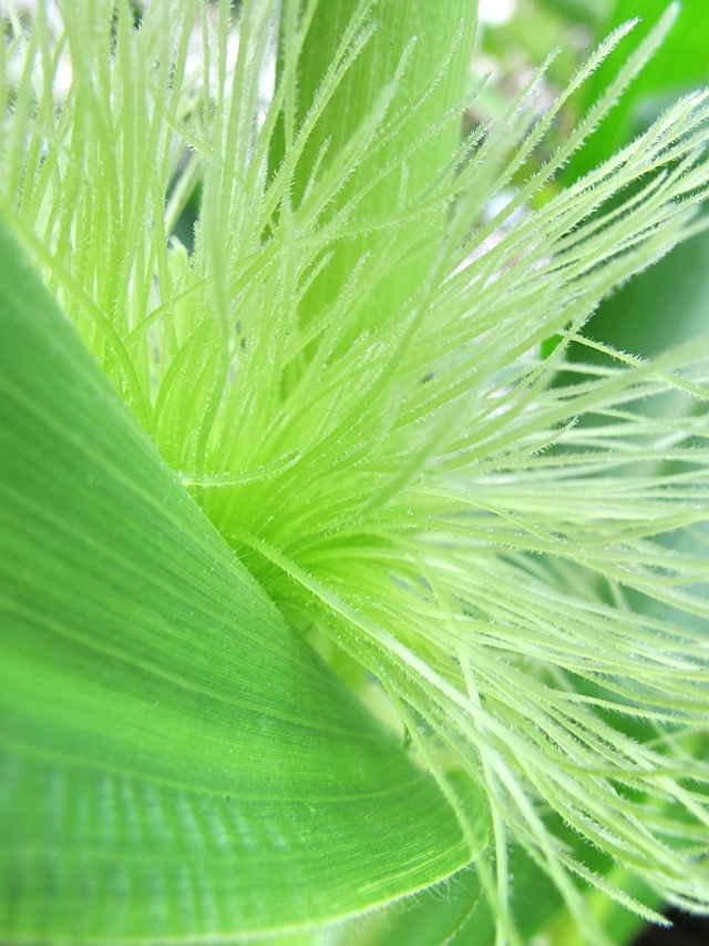 Moois van ' M(i)e': In mijn tuintje: mais van eigen kweek