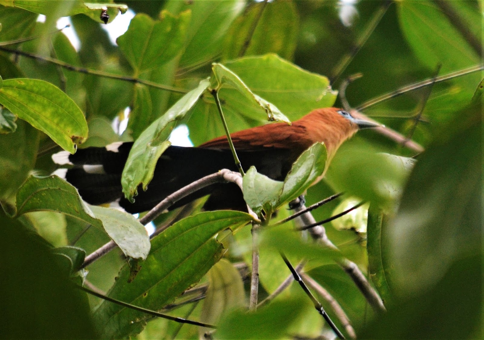The Kambatik Park, Bintulu.: A lifer of the Raffles Malkoha
