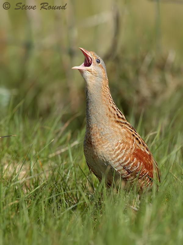 Steve Round Wildlife Photography: Corncrakes