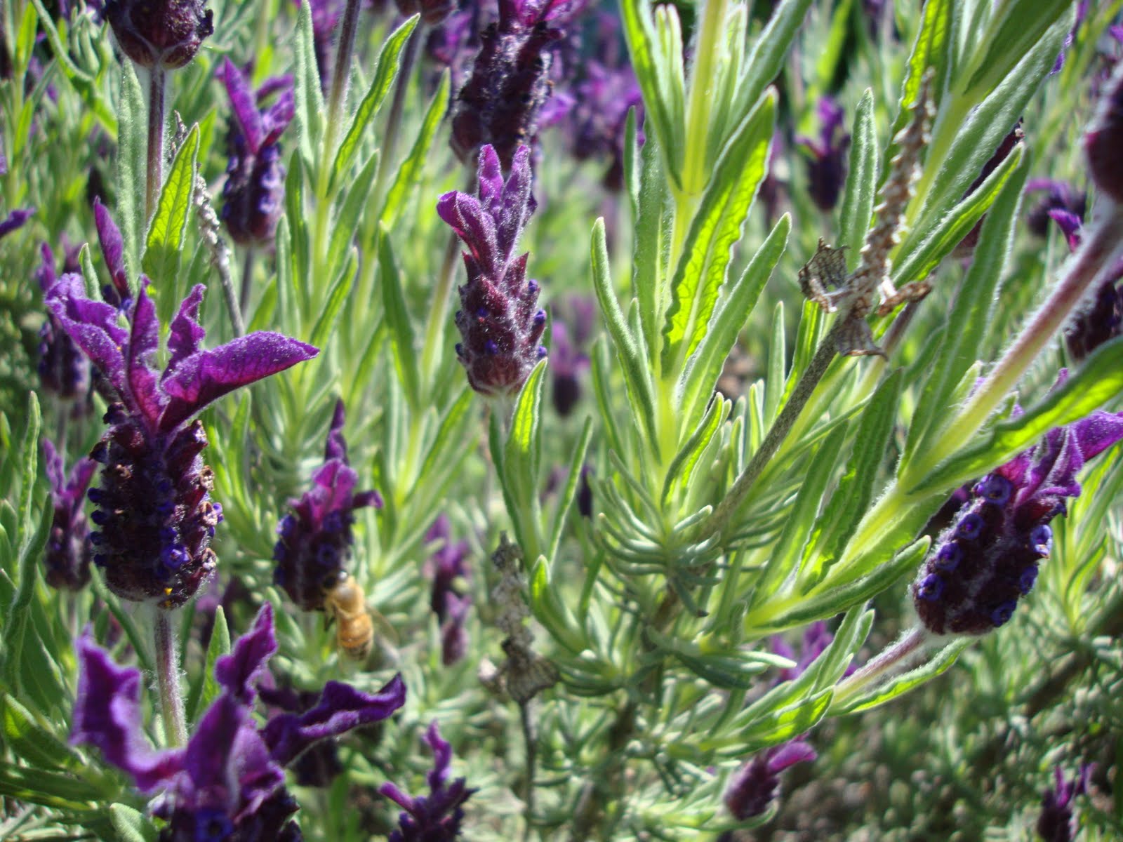 danger garden: A good year for the lavender...