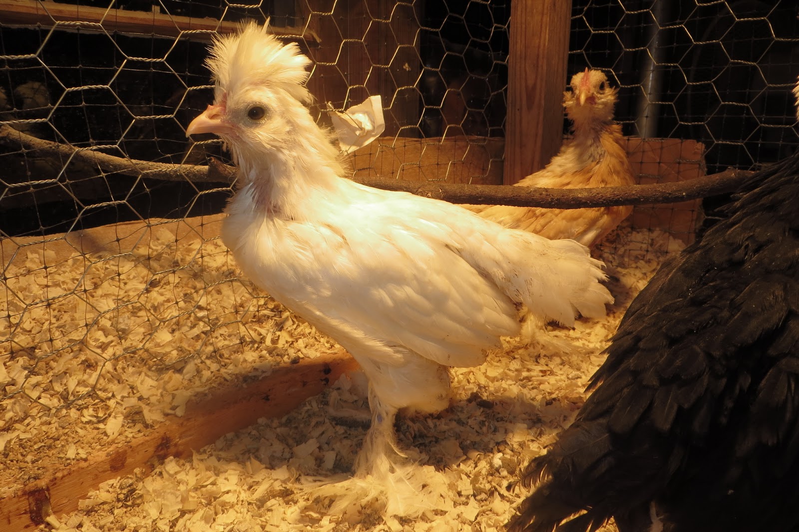 Feather Feet & Vulture Hocks: Chick Progression - The Sultans