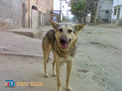Pakistani Shepherd Dog (Bhagyari Kutta ) | Tomy Dogs