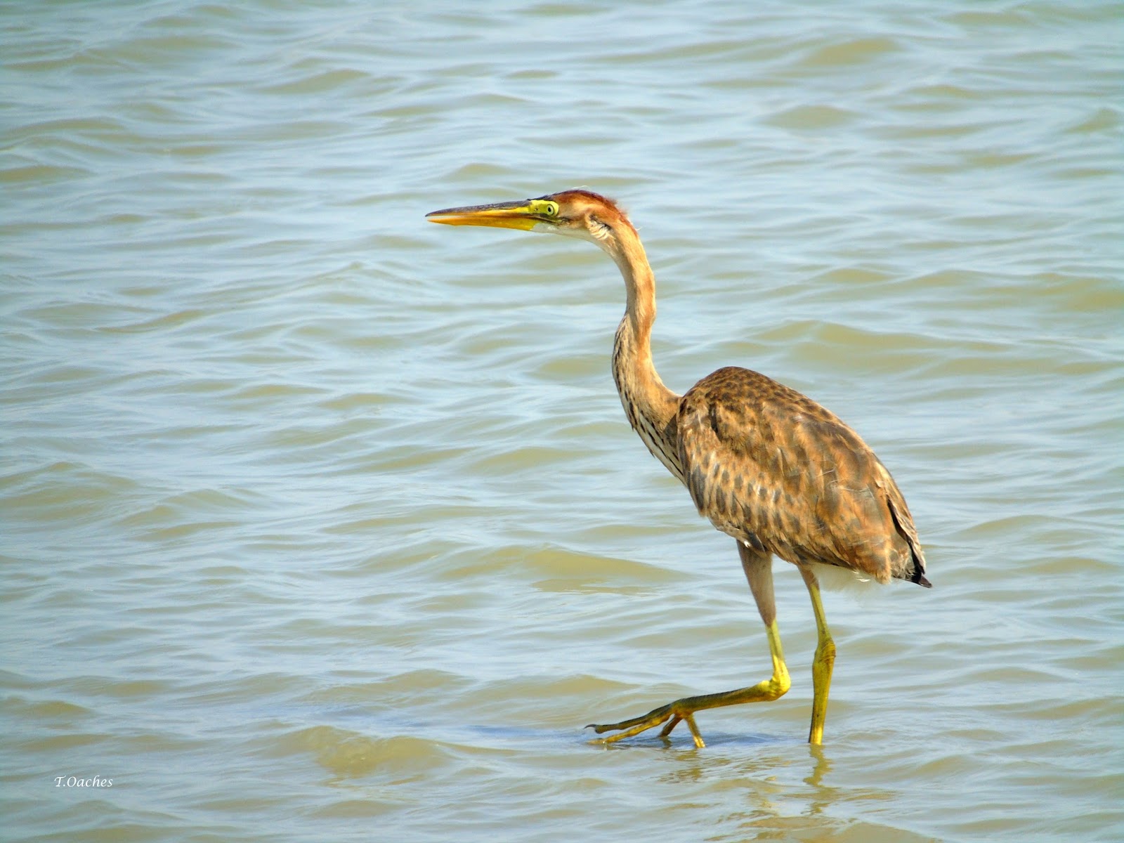 PASARI DIN ROMANIA: STARC ROSU, Ardea purpurea