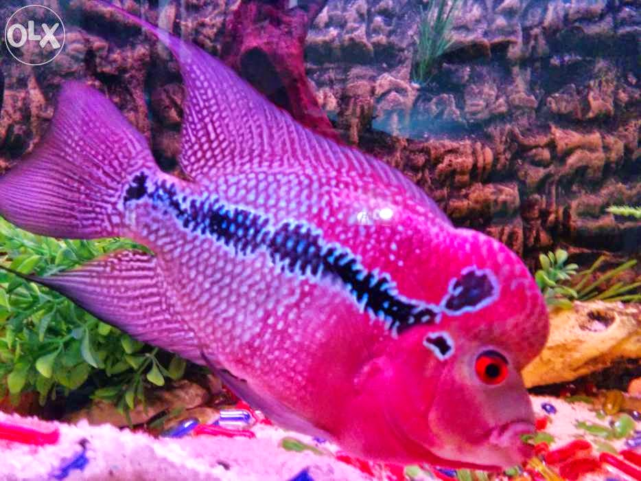 FLOWERHORN FISH photos - wallpapers (ανανεωμένο) | the fun bank