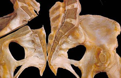 Dr. Sous: Human dissection (WARNING Very Graphic Content)