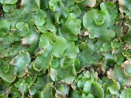 CONSULTAS DE INGENIERIA AGROPECUARIA: Hepaticas