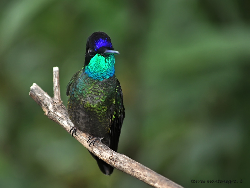 Bellas Aves de El Salvador: Eugenes fulgens (colibrí magnífico)