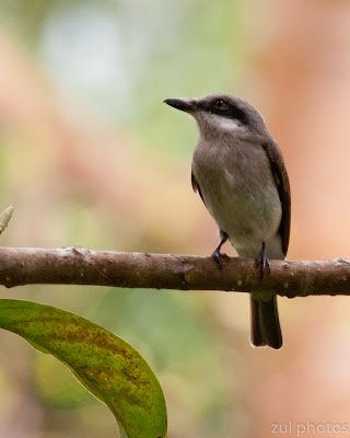 Zul Ya - Birds of Peninsular Malaysia: March 2012