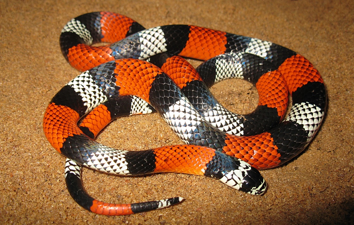 Cobra-Coral-Falsa (Erythrolamprus aesculapii) - Klima Naturali™